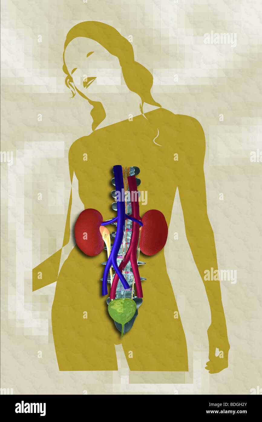 Urinary apparatus hi-res stock photography and images - Alamy