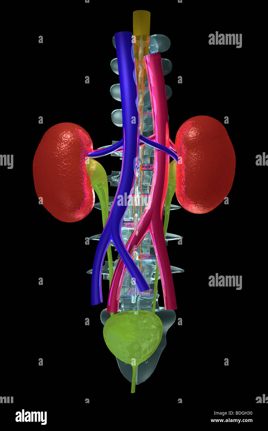 URINARY SYSTEM, DRAWING Stock Photo - Alamy