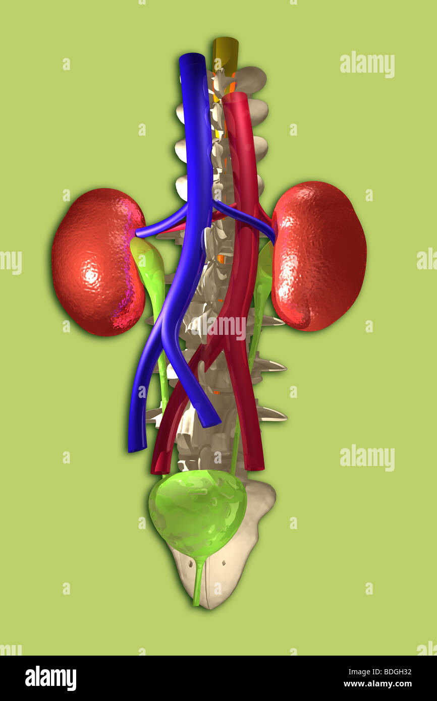 URINARY SYSTEM, DRAWING Stock Photo - Alamy