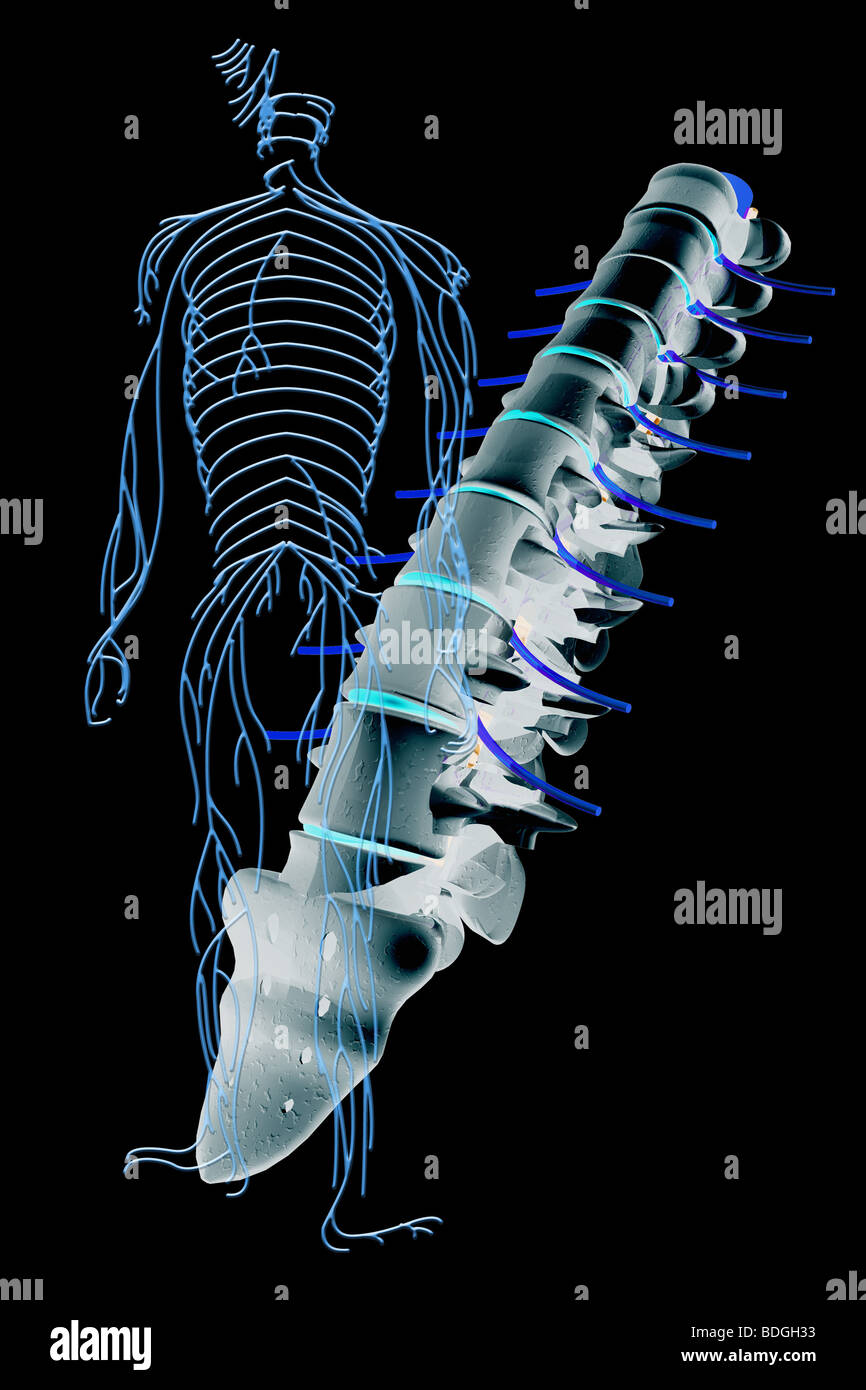 NERVOUS SYSTEM, DRAWING Stock Photo - Alamy