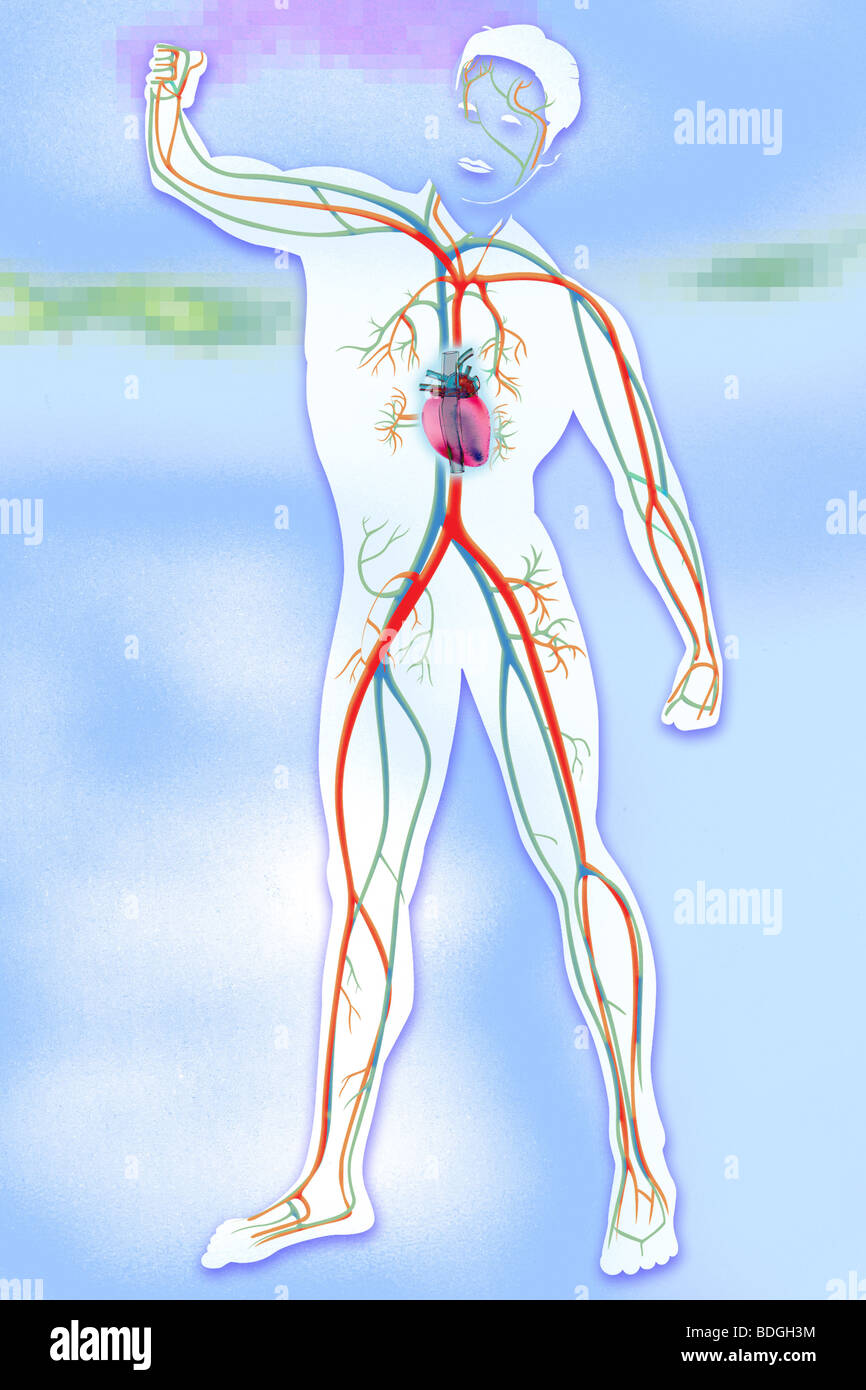 BLOOD CIRCULATION, ILLUSTRATION Stock Photo - Alamy