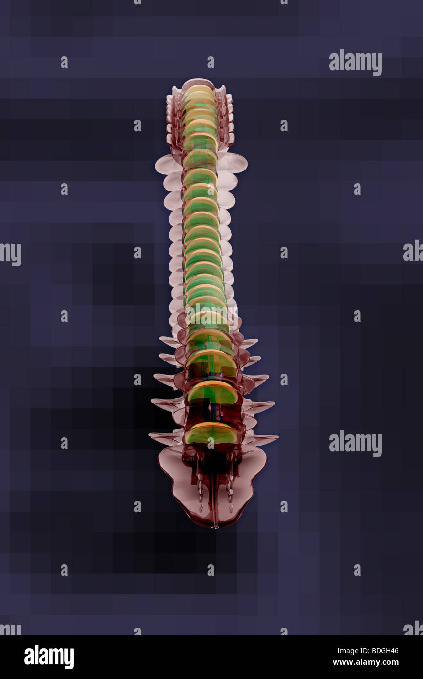 SPINAL COLUMN, DRAWING Stock Photo - Alamy