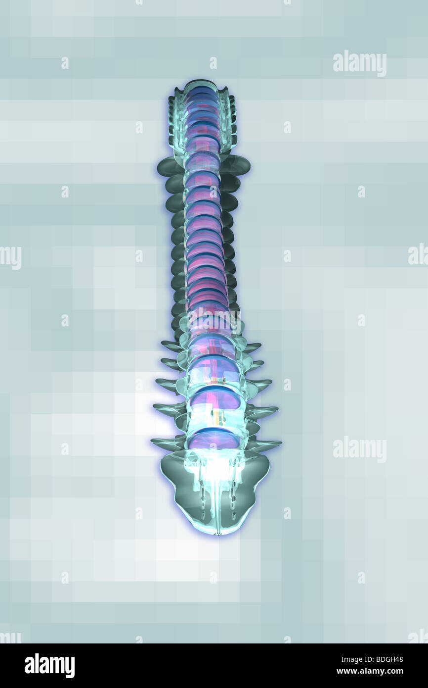 SPINAL COLUMN, DRAWING Stock Photo - Alamy