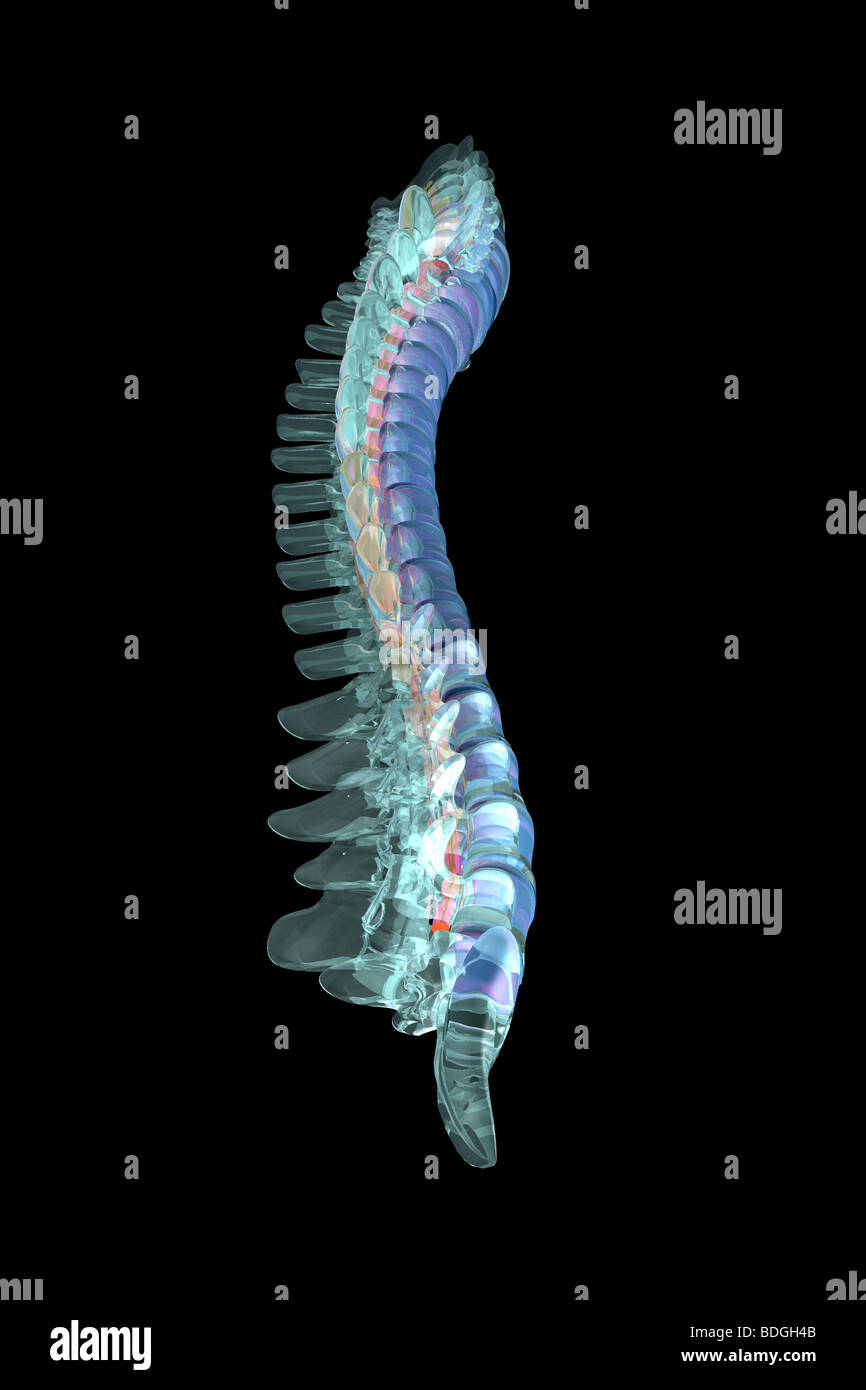 SPINAL COLUMN, DRAWING Stock Photo - Alamy