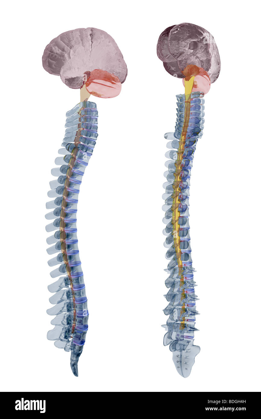 SPINAL COLUMN, DRAWING Stock Photo - Alamy