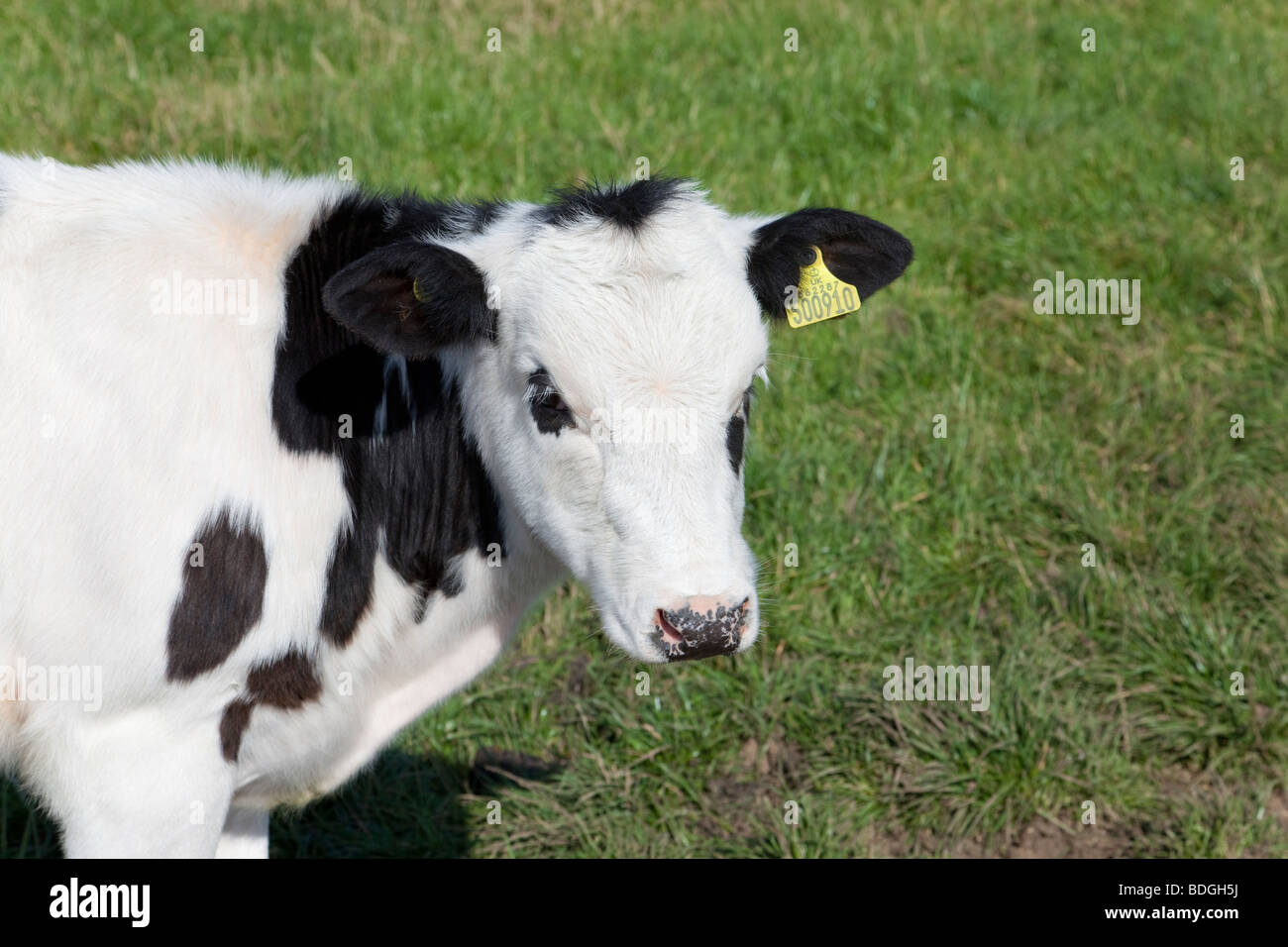 Holstein Calf close up Stock Photo - Alamy