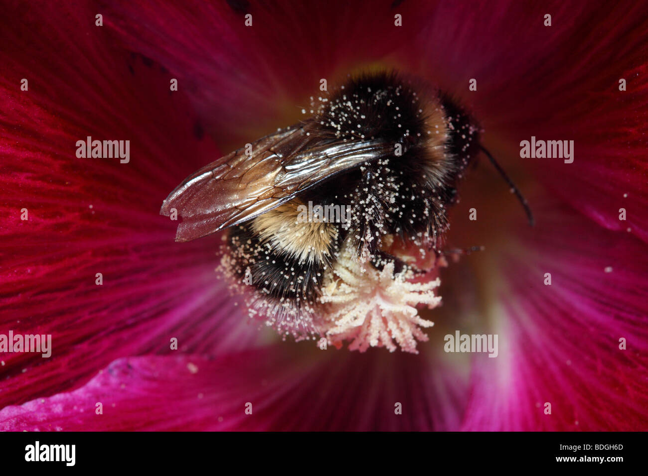 Bumble Bee Wings High Resolution Stock Photography and Images - Alamy