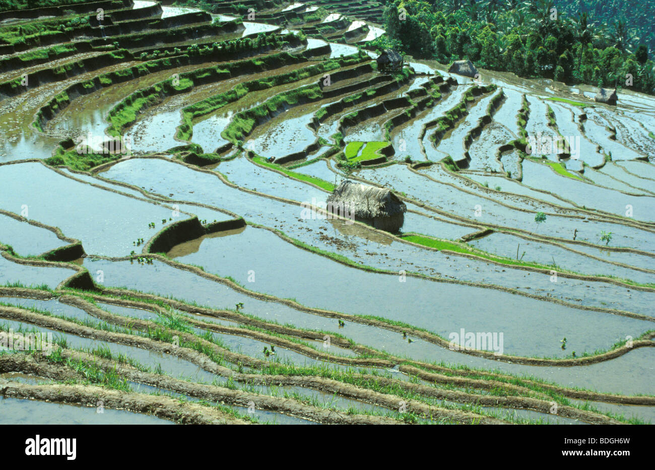 bali, indonesia, rice terrace Stock Photo - Alamy