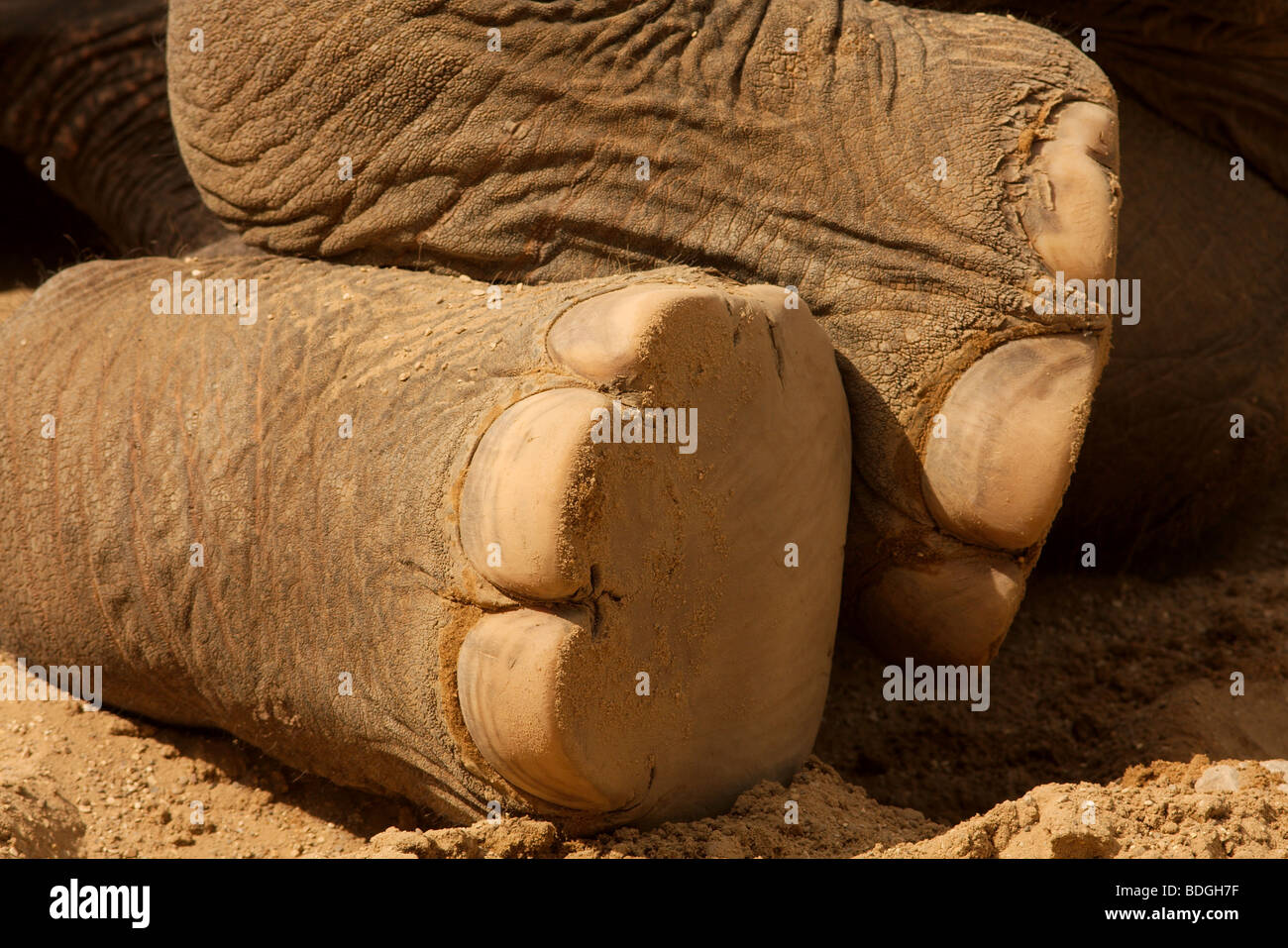 Asian elephant feet hi-res stock photography and images - Alamy