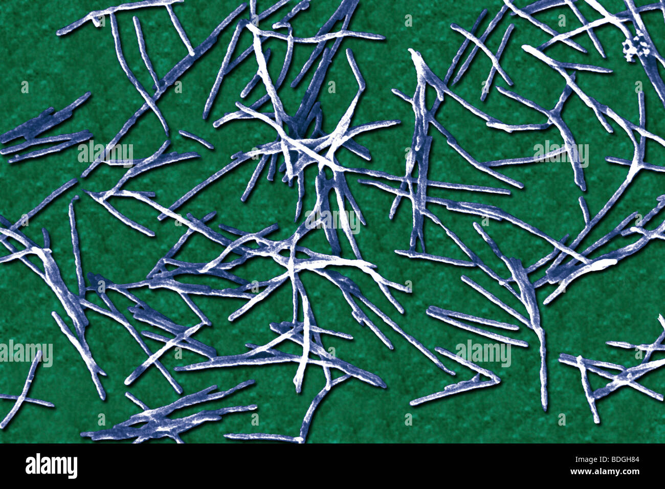 Fusobacterium bacteria hi-res stock photography and images - Alamy