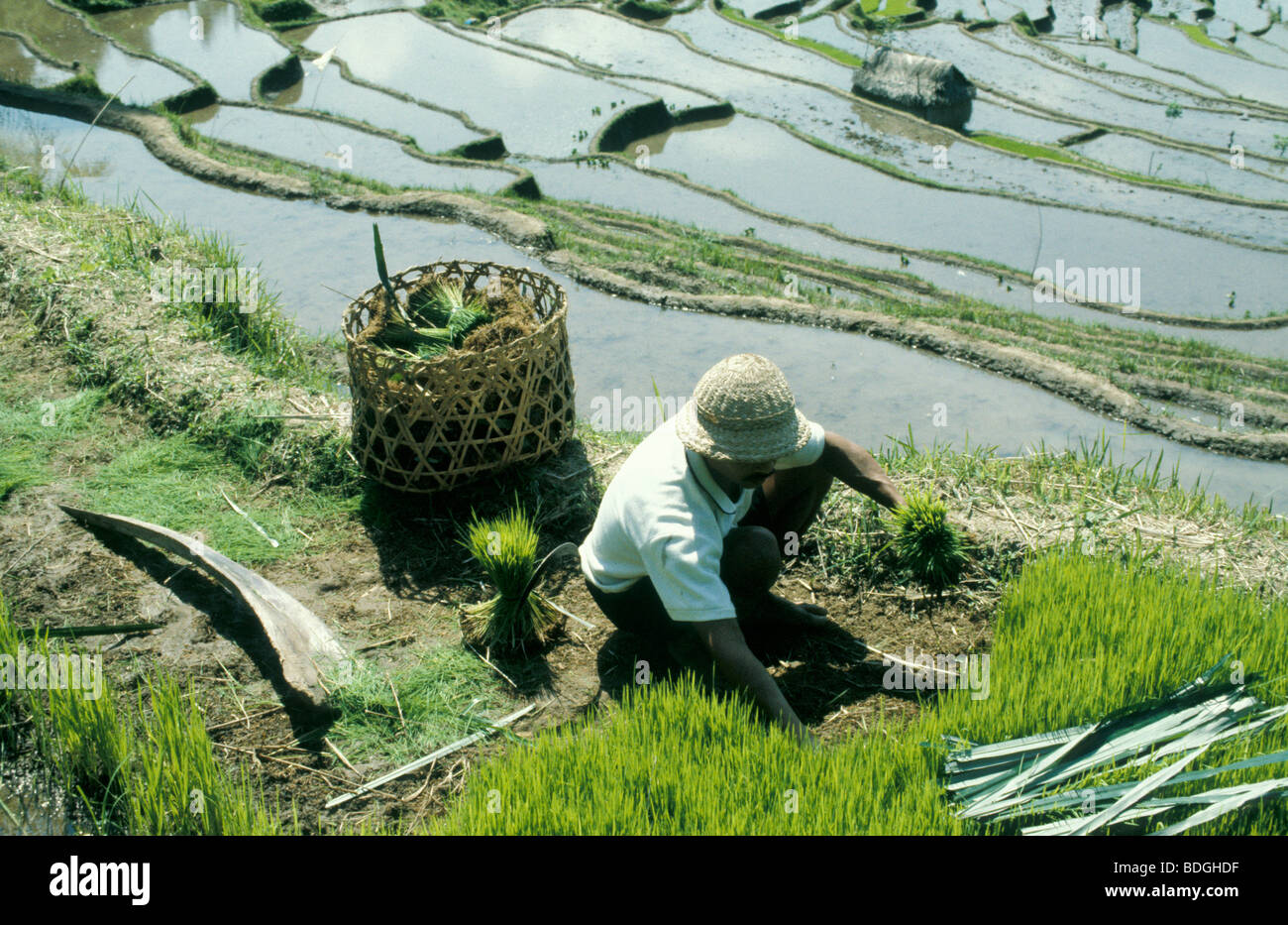 bali, indonesia, rice terrace Stock Photo - Alamy