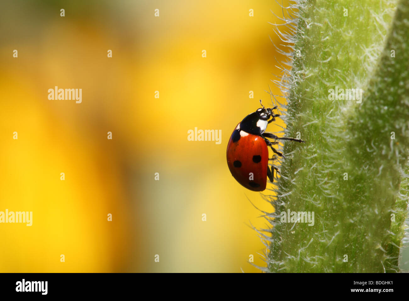 Vertically challenged Ladybird/Ladybug climbing sunflower Stock Photo ...