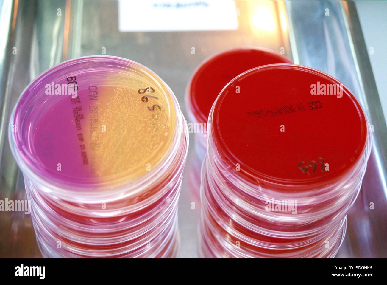 Petri dishes with instruments hi-res stock photography and images - Alamy