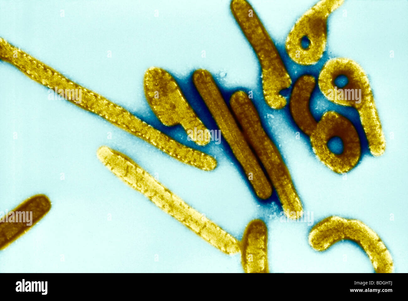 Yellow fever virus virions hi-res stock photography and images - Alamy