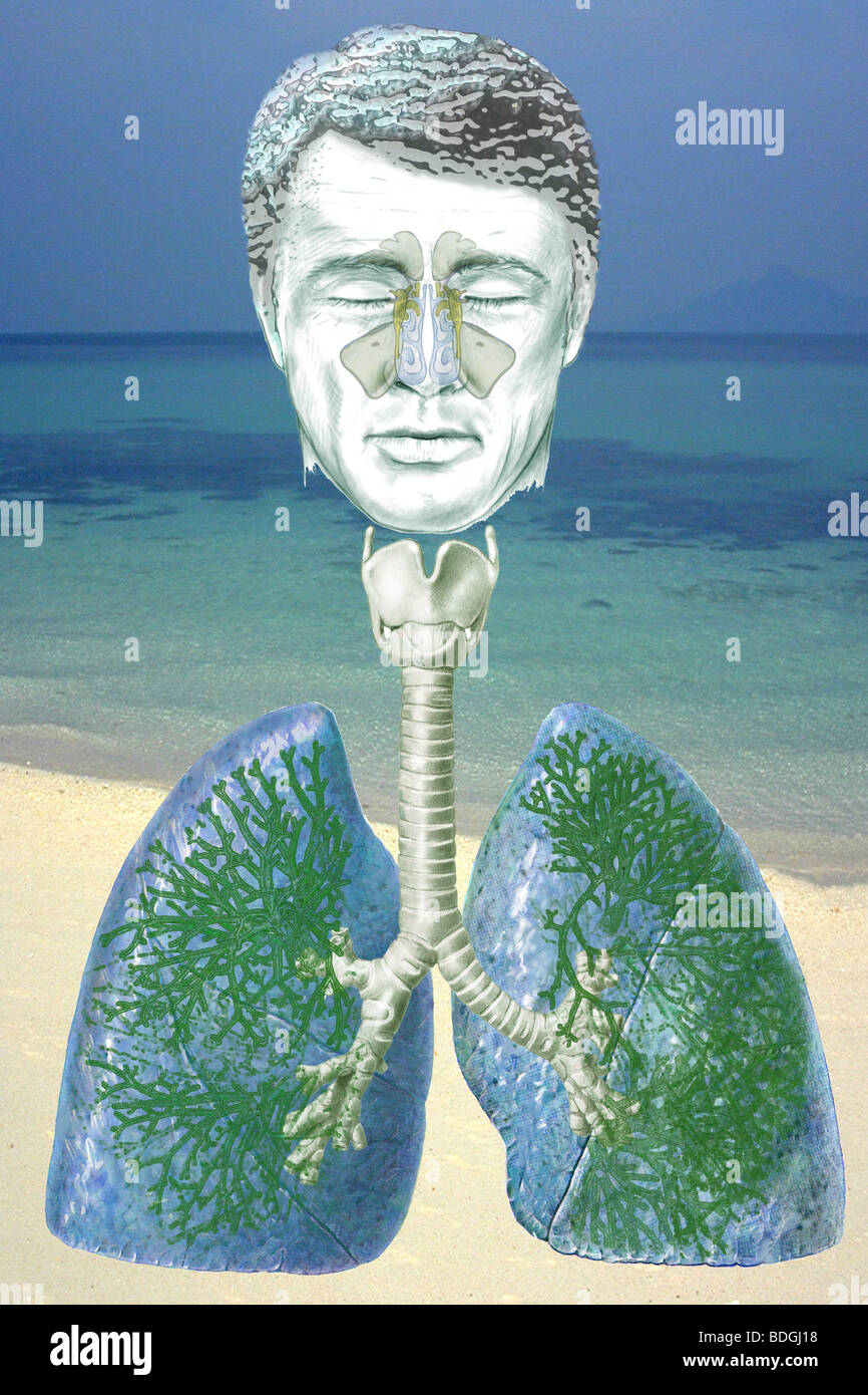 RESPIRATORY TRACT, DRAWING Stock Photo - Alamy