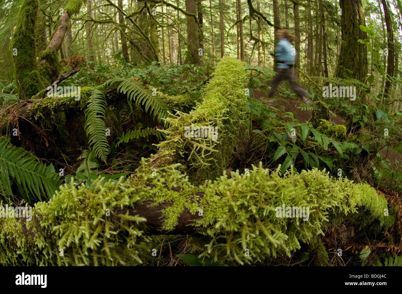 A woman trail running through a green, mossy forest in Silver Falls ...