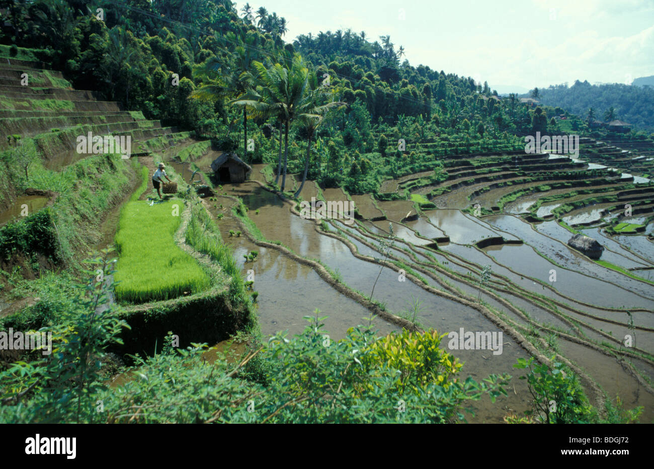 bali, indonesia, rice terrace Stock Photo - Alamy