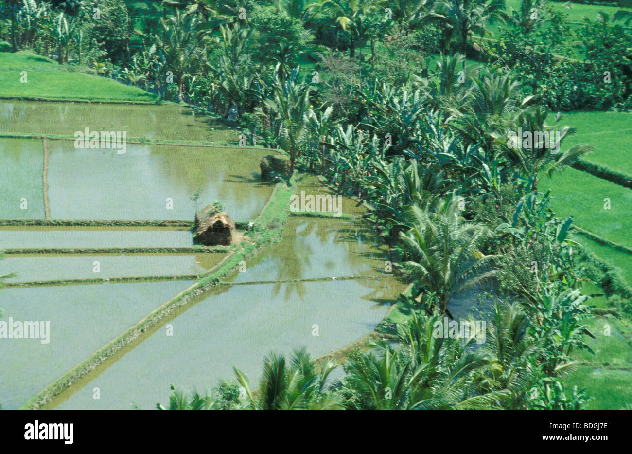bali, indonesia, rice terrace Stock Photo - Alamy