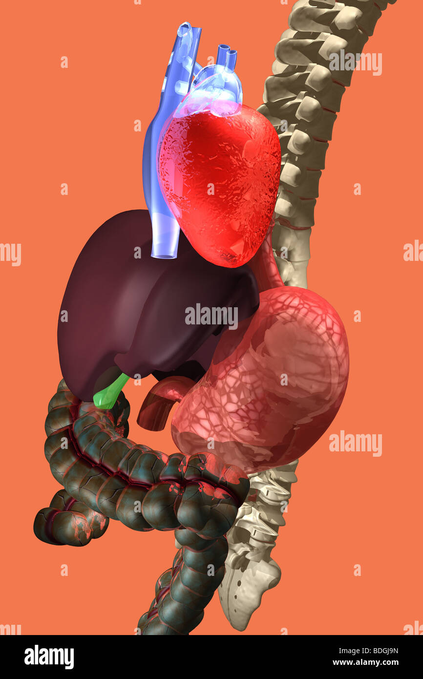 Colonic Glands High Resolution Stock Photography and Images - Alamy