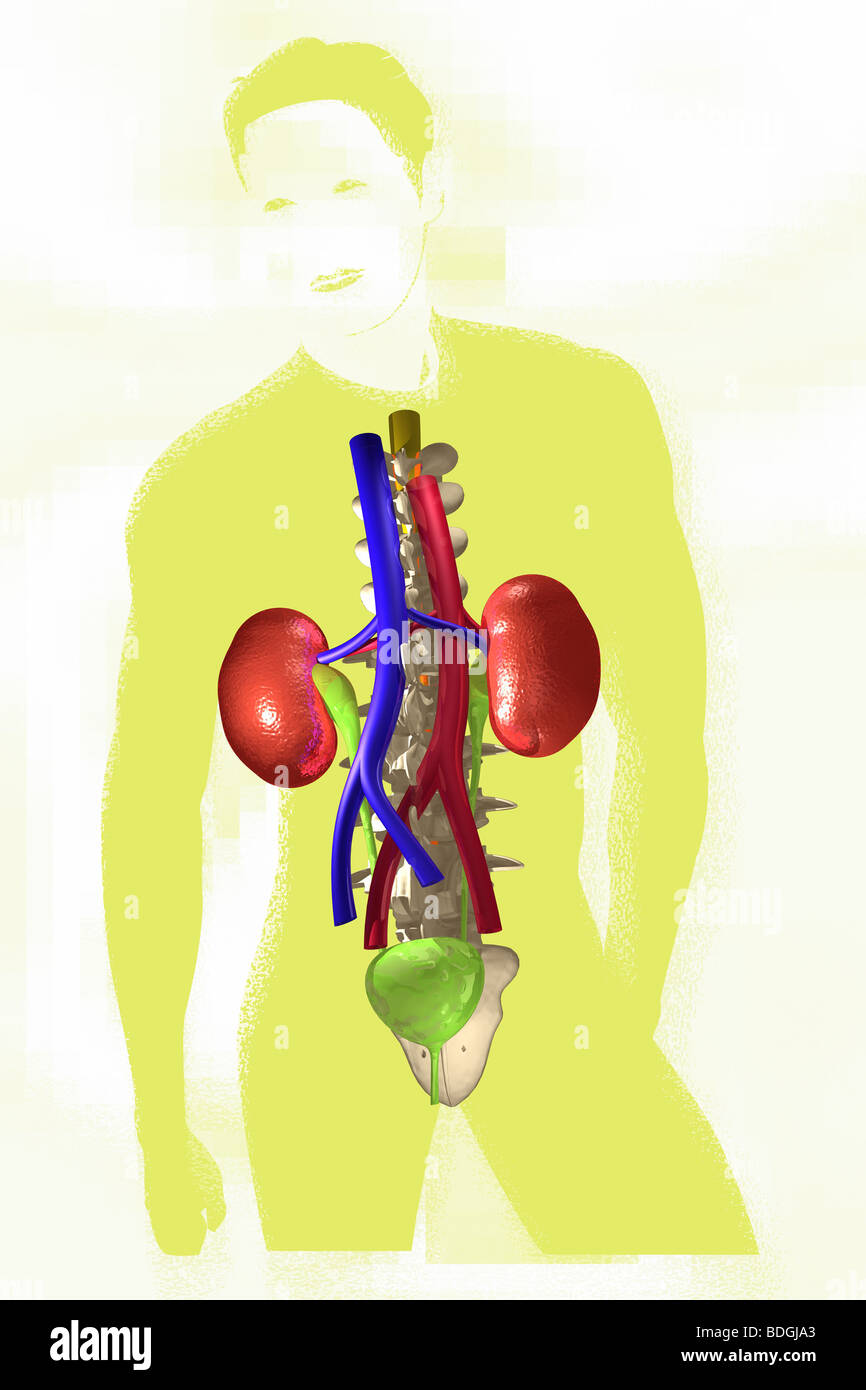 Urinary apparatus hi-res stock photography and images - Alamy