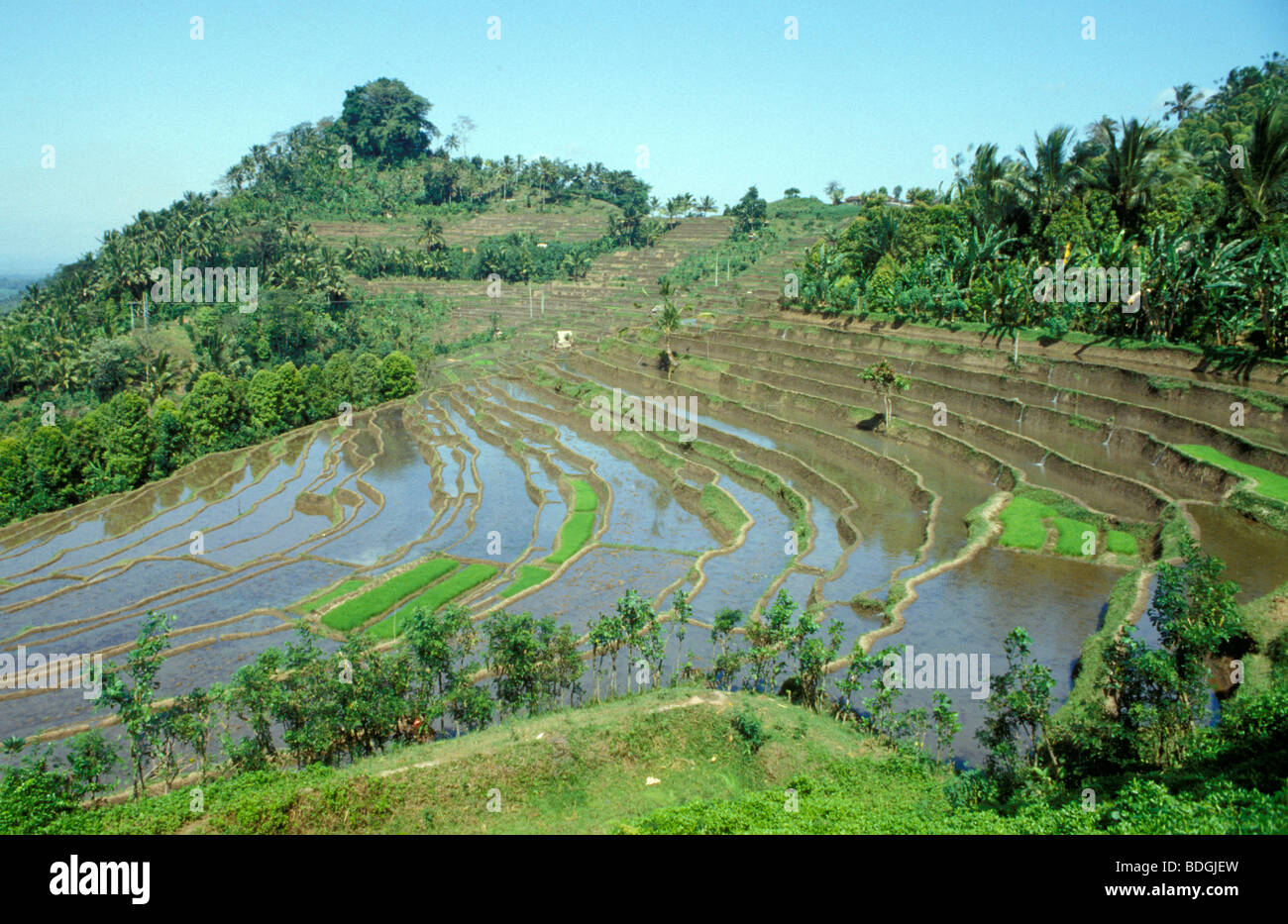 bali, indonesia, rice terrace Stock Photo - Alamy