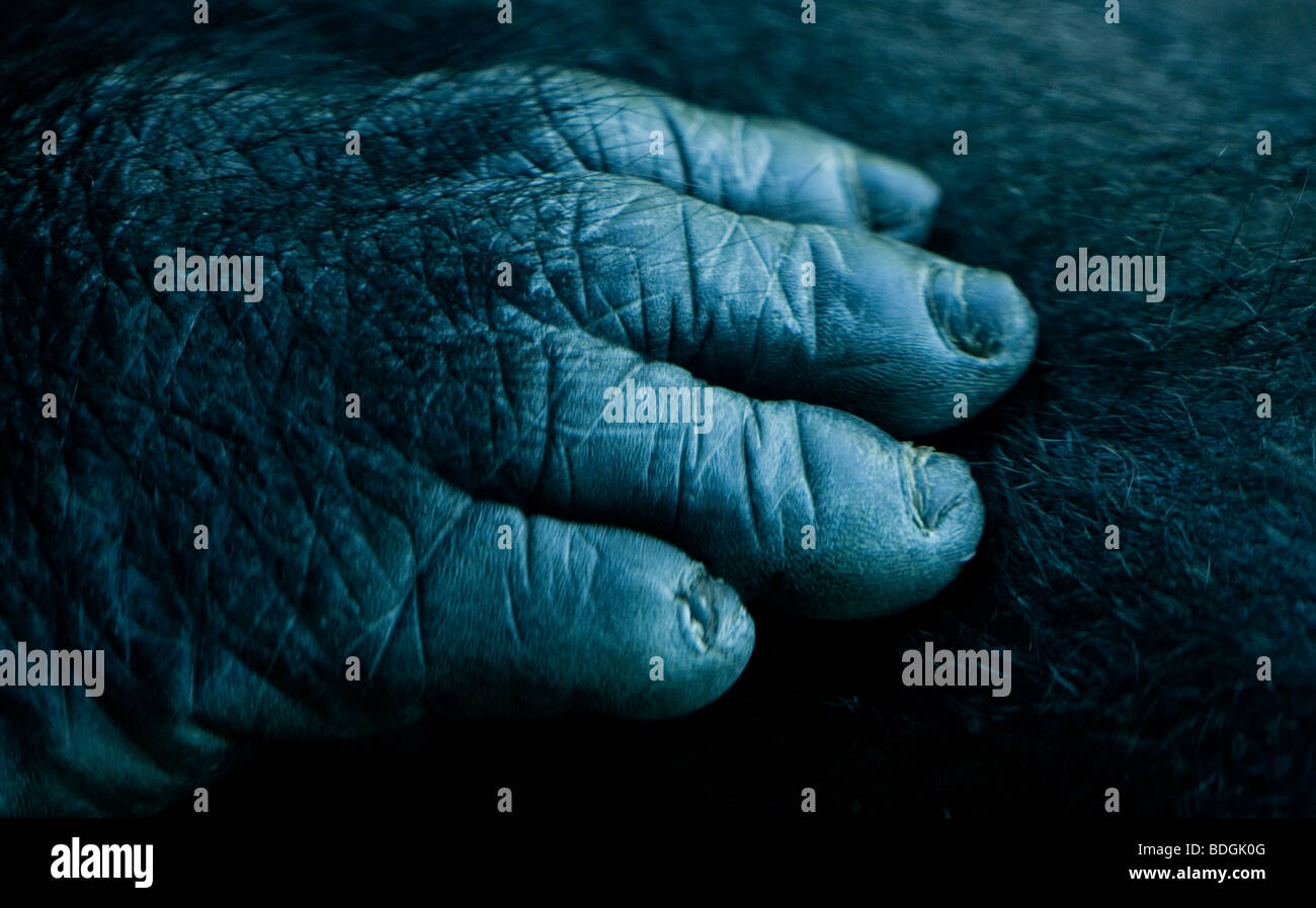 Detail of a Western Lowland Gorilla hand Stock Photo - Alamy