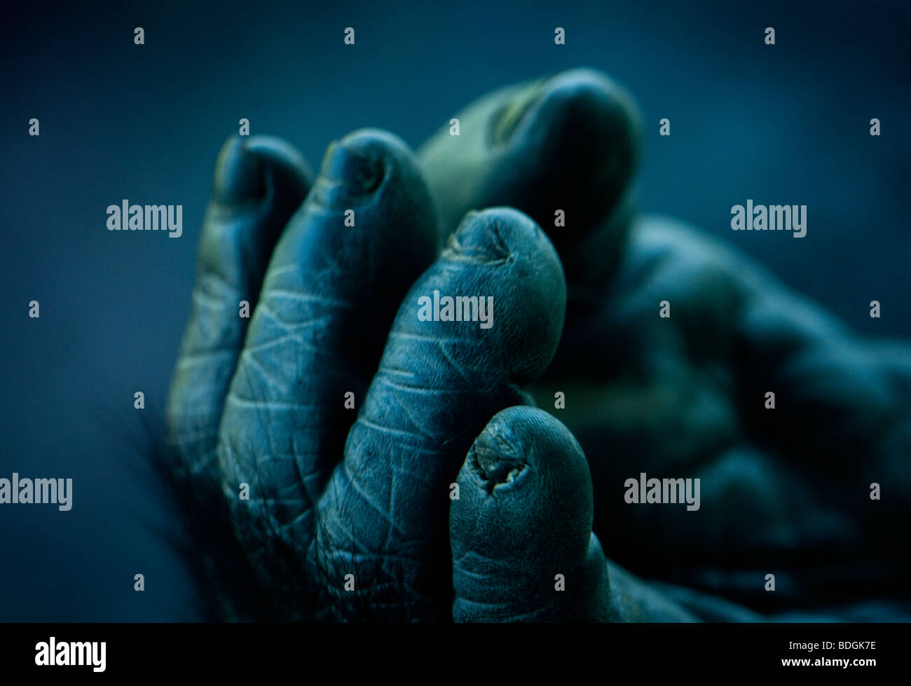 Close up detail of a Western Lowland Gorilla hand Stock Photo - Alamy