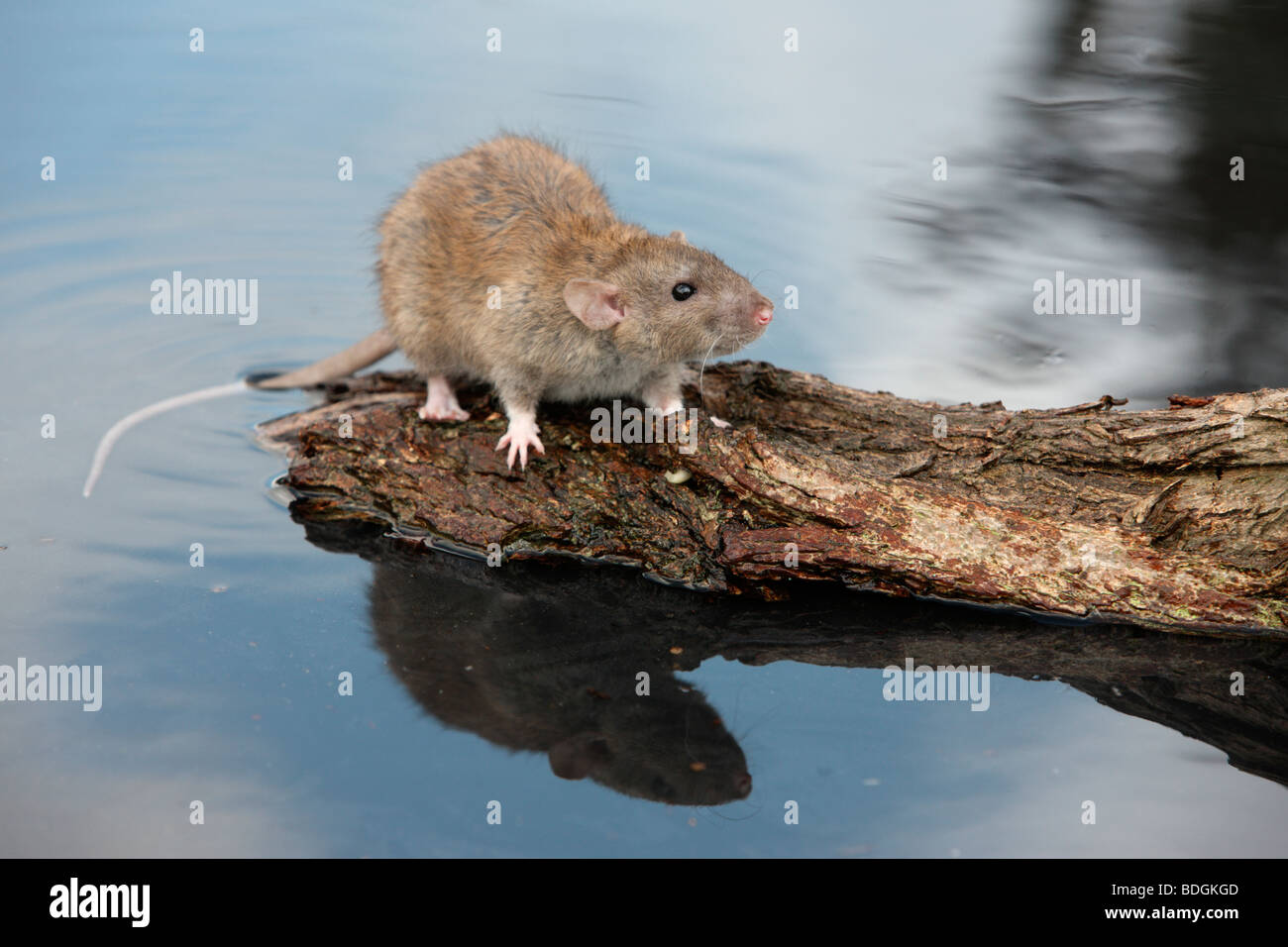 British Water Rat Stock Photos & British Water Rat Stock Images - Alamy