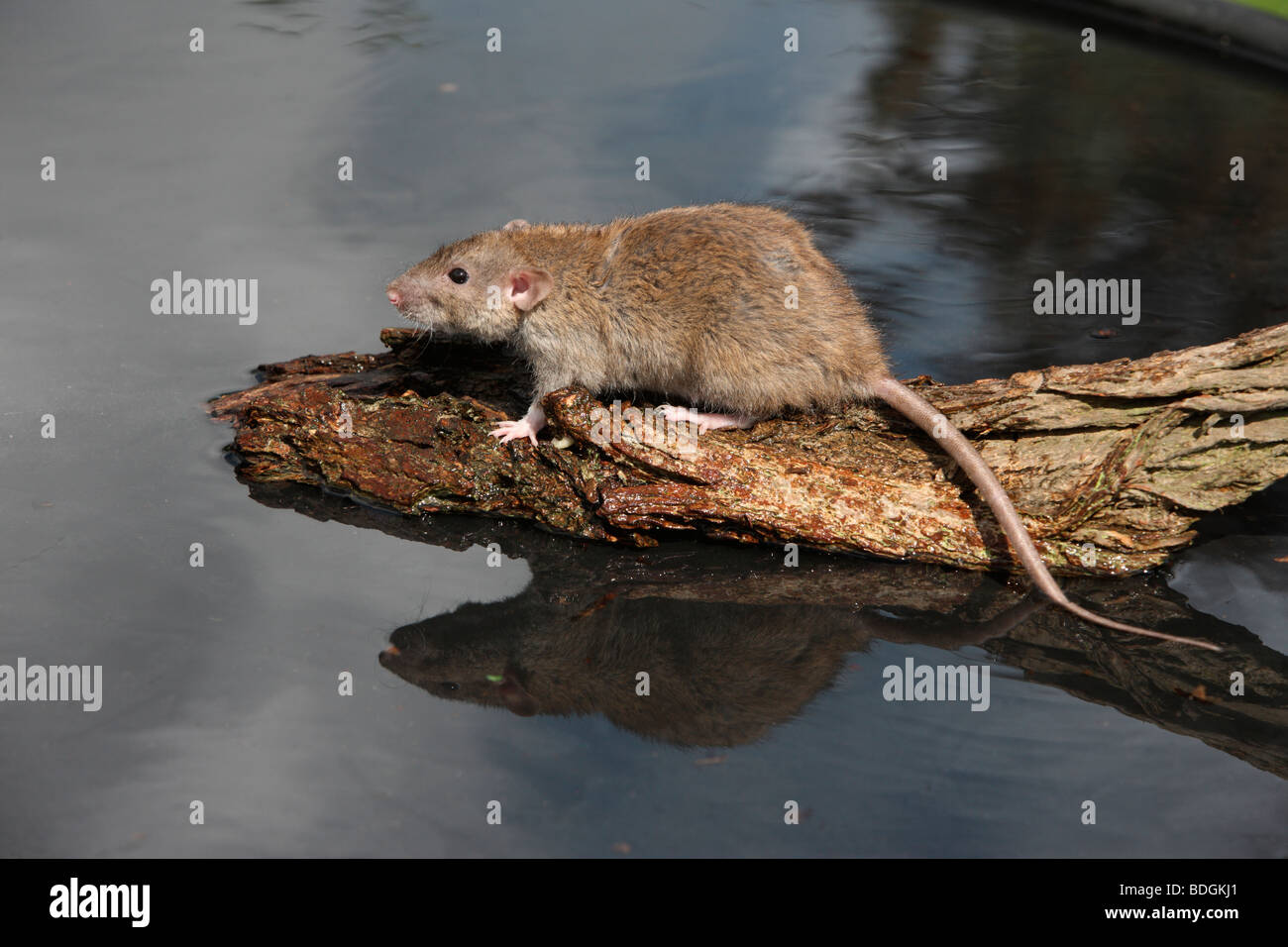 Water rat hi-res stock photography and images - Alamy