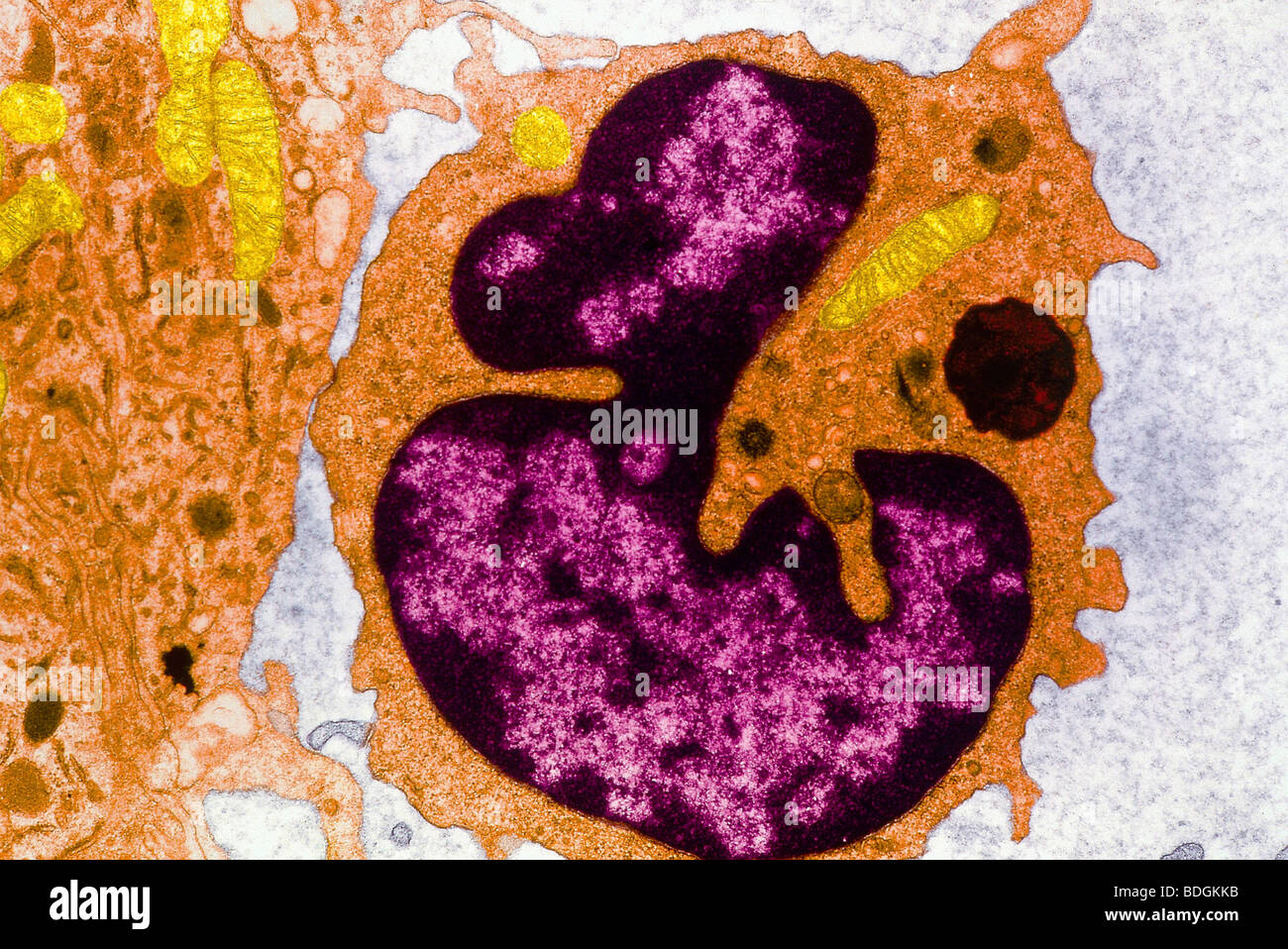 Lymphocyte tem hi-res stock photography and images - Alamy