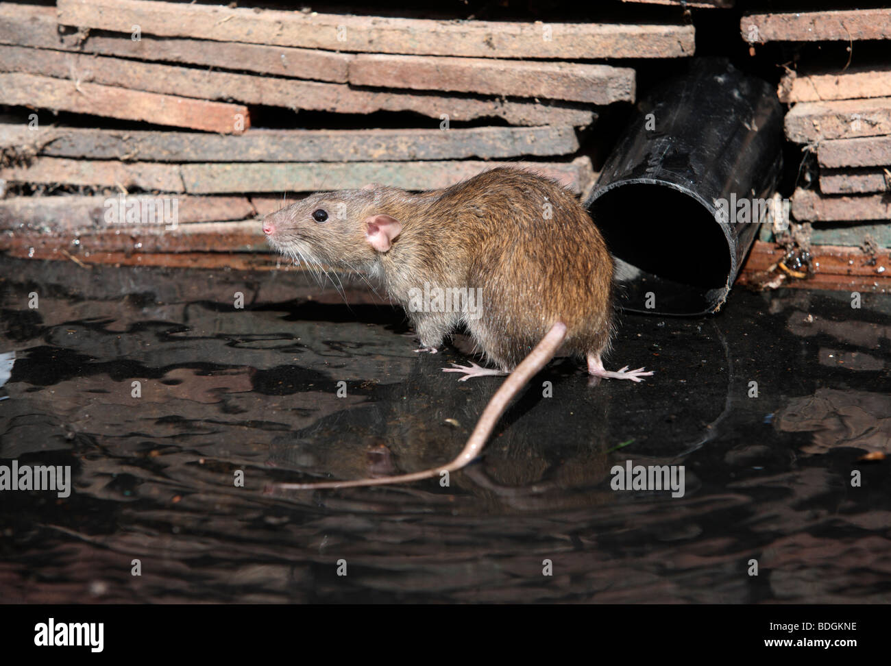 Water rat hi-res stock photography and images - Alamy