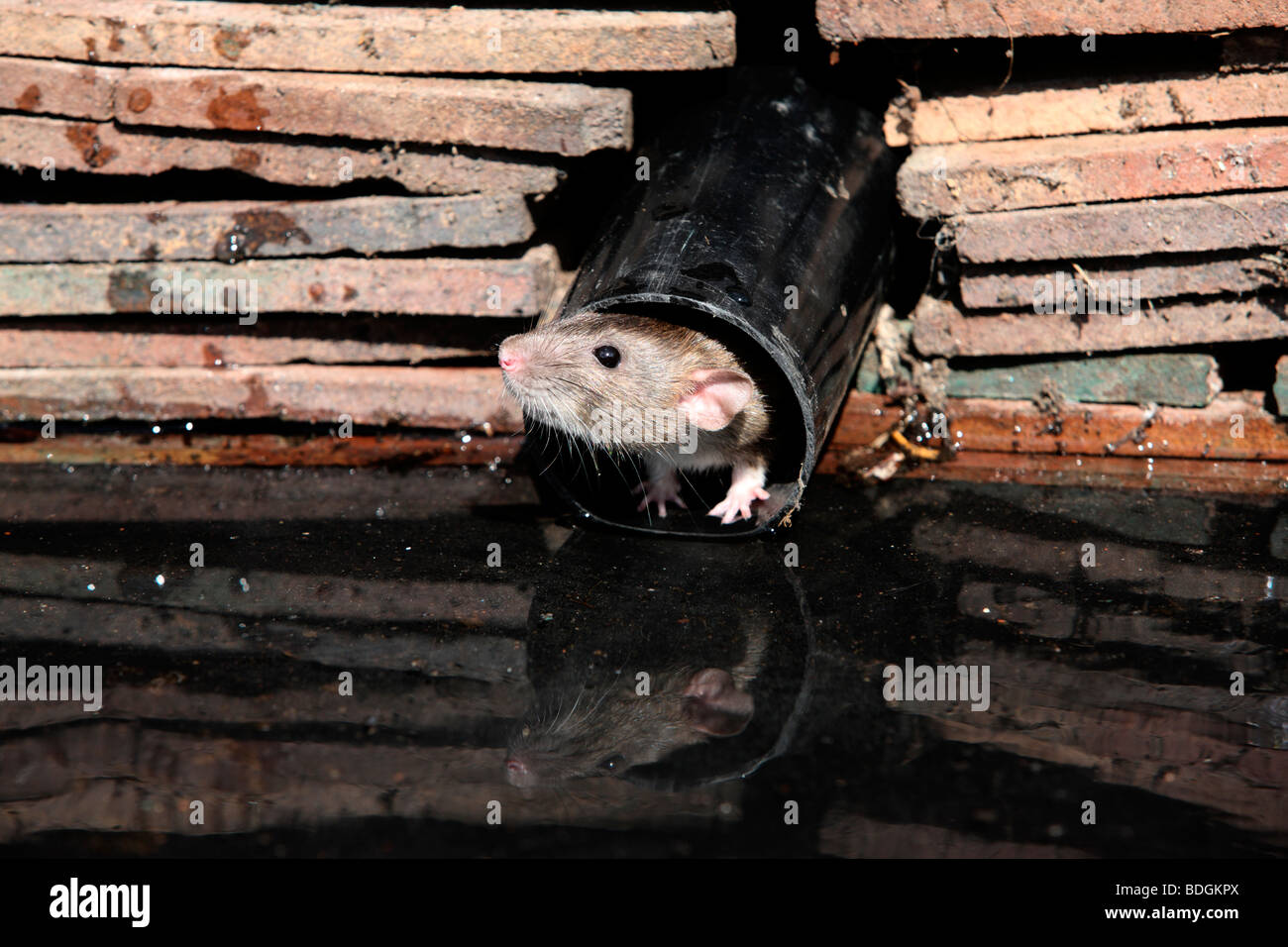 British water rat hi-res stock photography and images - Alamy