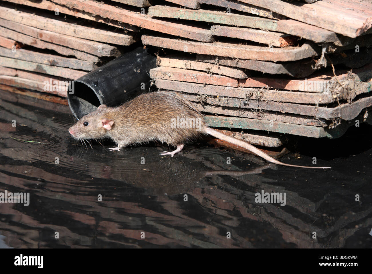 British Water Rat Stock Photos & British Water Rat Stock Images - Alamy
