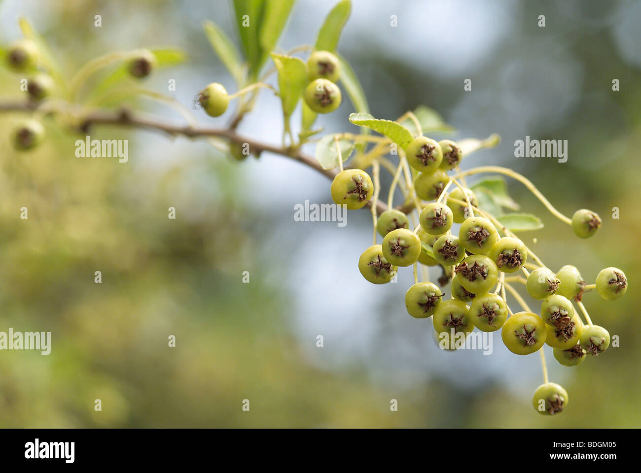 Whitehorn blossoms hi-res stock photography and images - Alamy