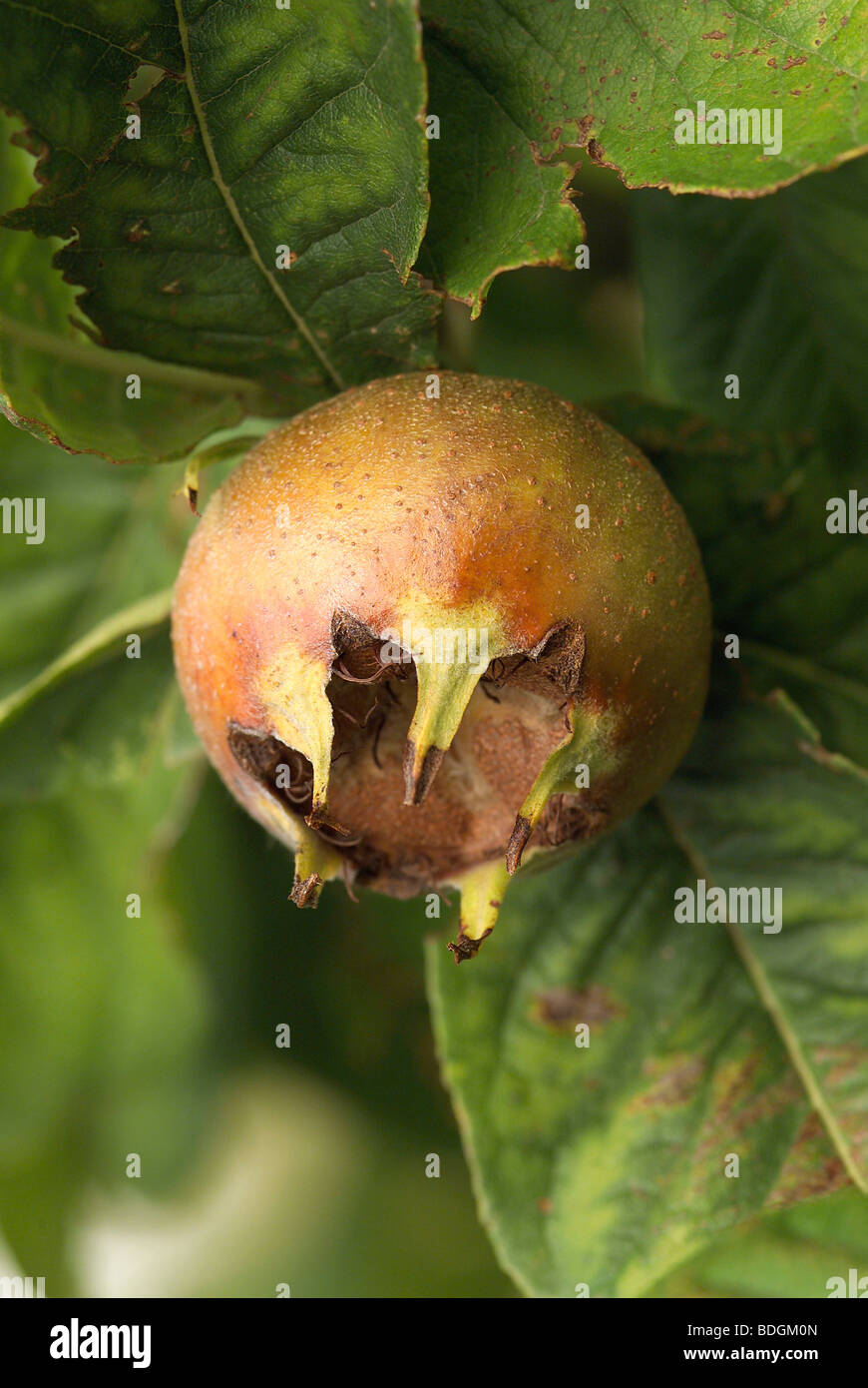 Medlars fruit in tree hi-res stock photography and images - Alamy