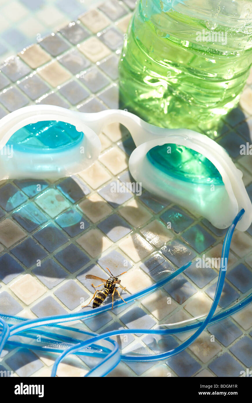 Wasp pool hi-res stock photography and images - Alamy