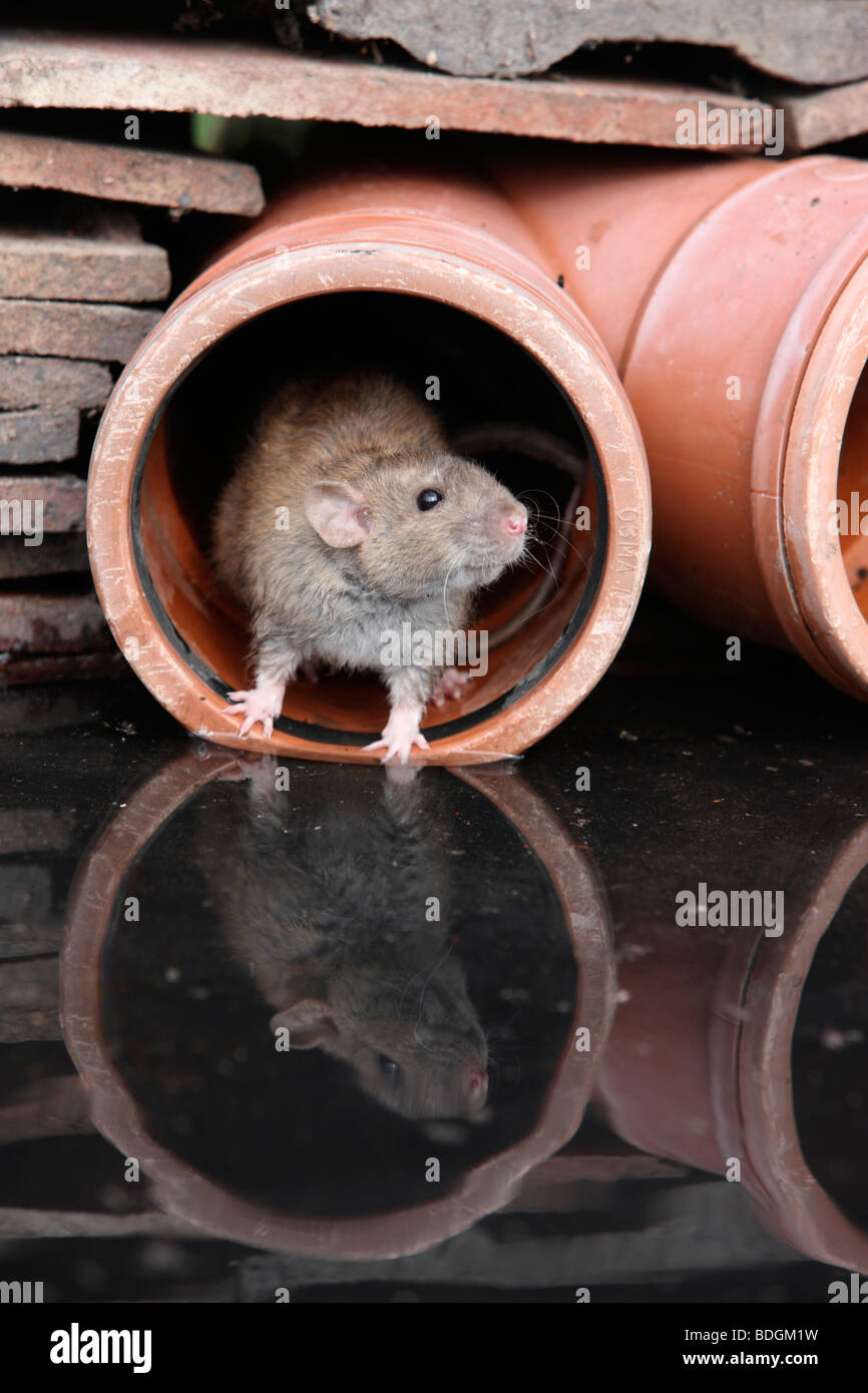 British water rat hi-res stock photography and images - Alamy
