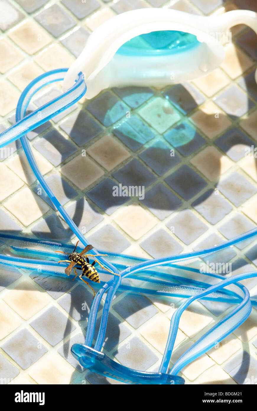 Wasp pool hi-res stock photography and images - Alamy