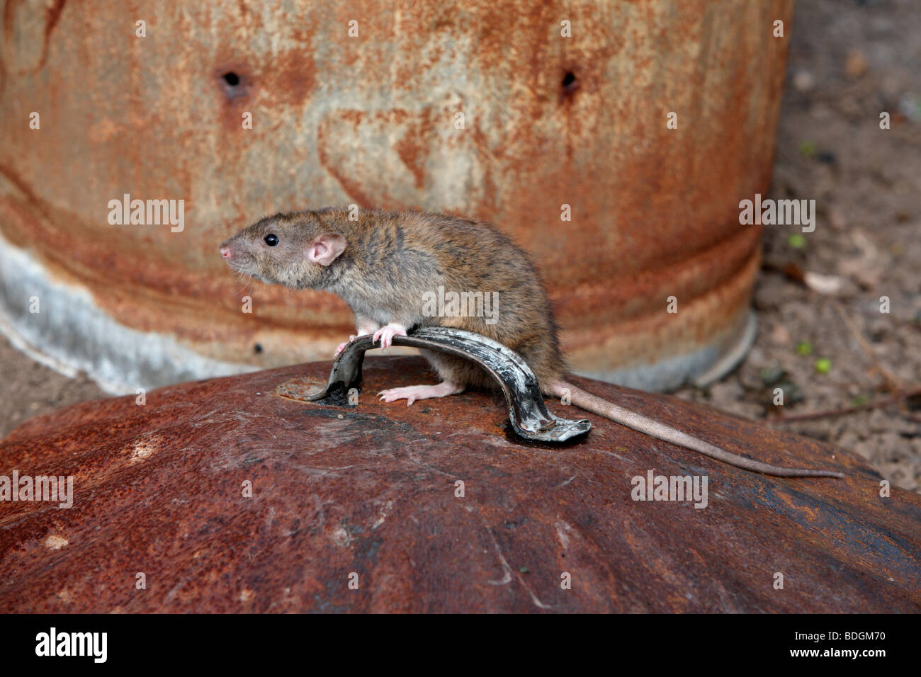 Dustbin hi-res stock photography and images - Alamy