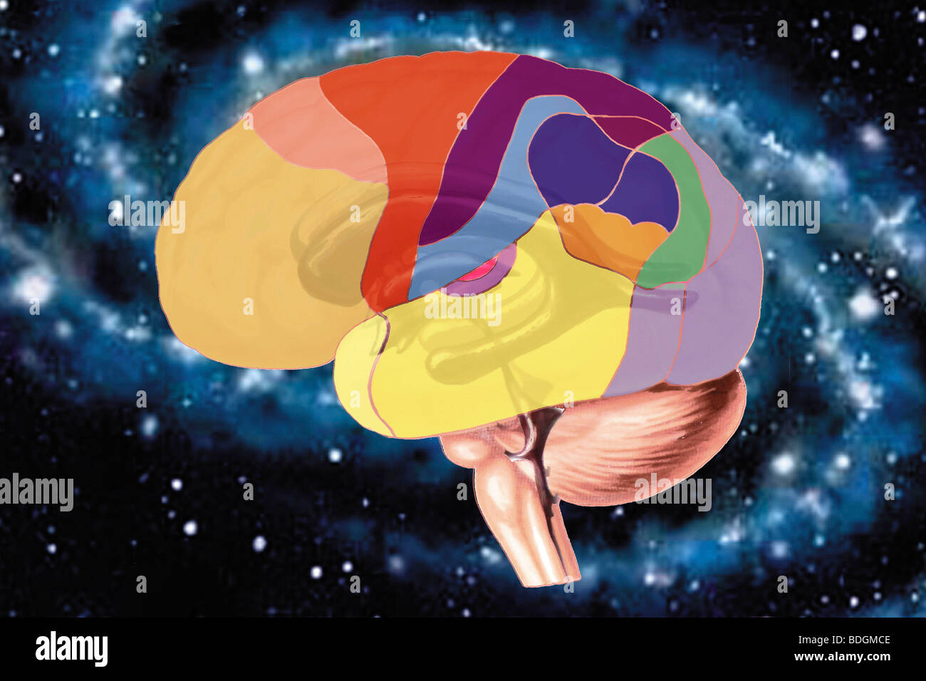 Occipital Gyri High Resolution Stock Photography and Images - Alamy
