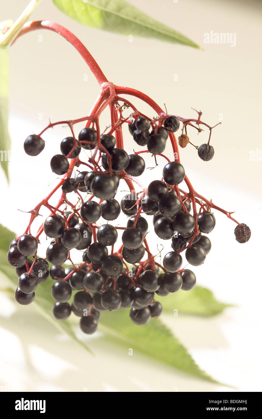 FRUIT ELDER TREE Stock Photo - Alamy