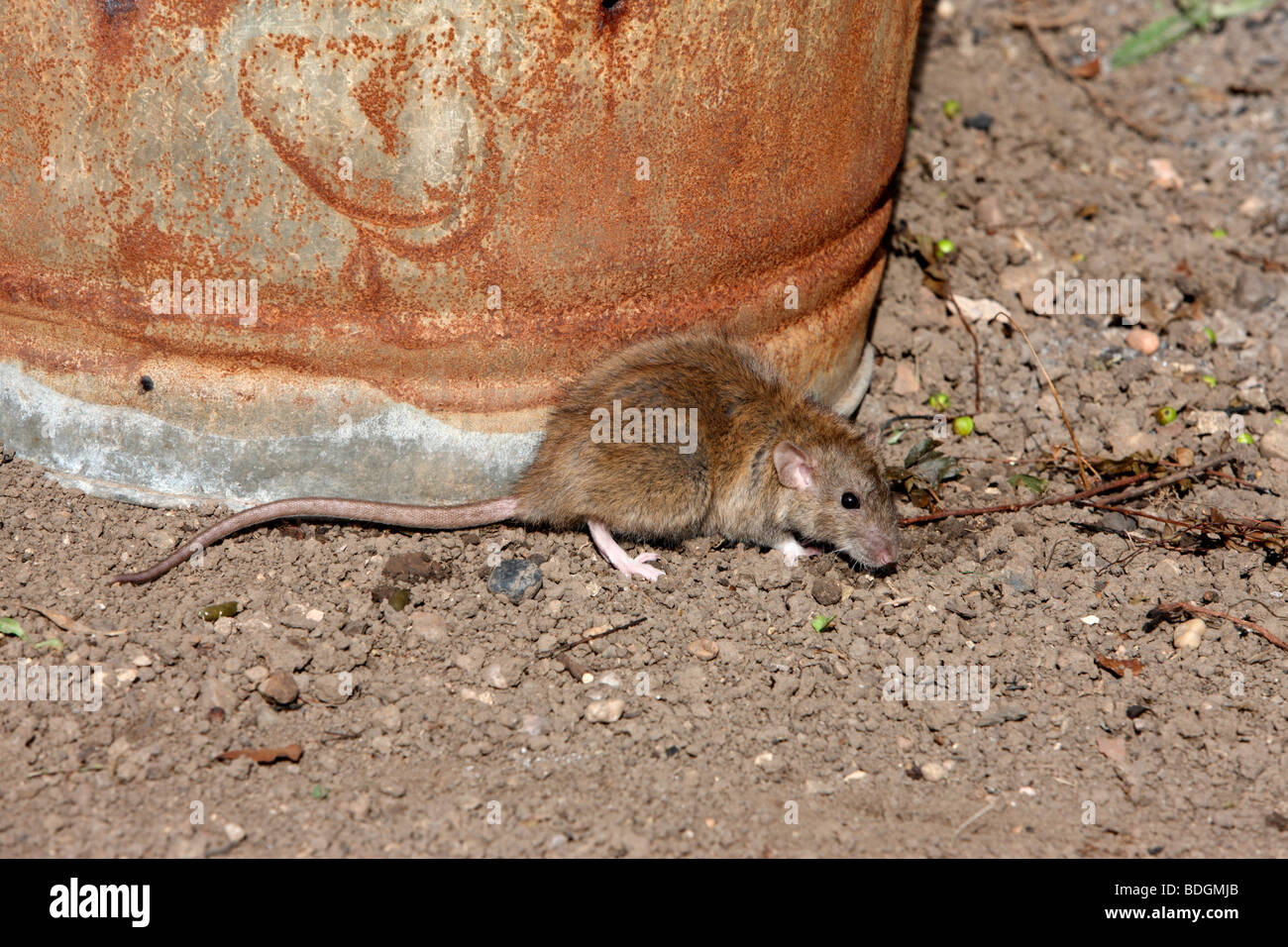 Dustbin hi-res stock photography and images - Alamy