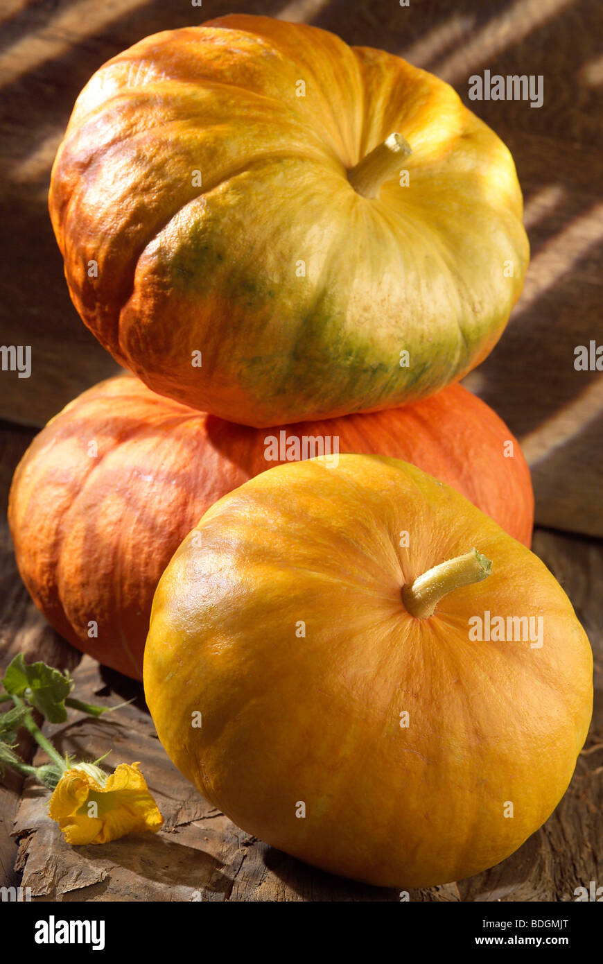 Squash cucurbita sp hi-res stock photography and images - Alamy