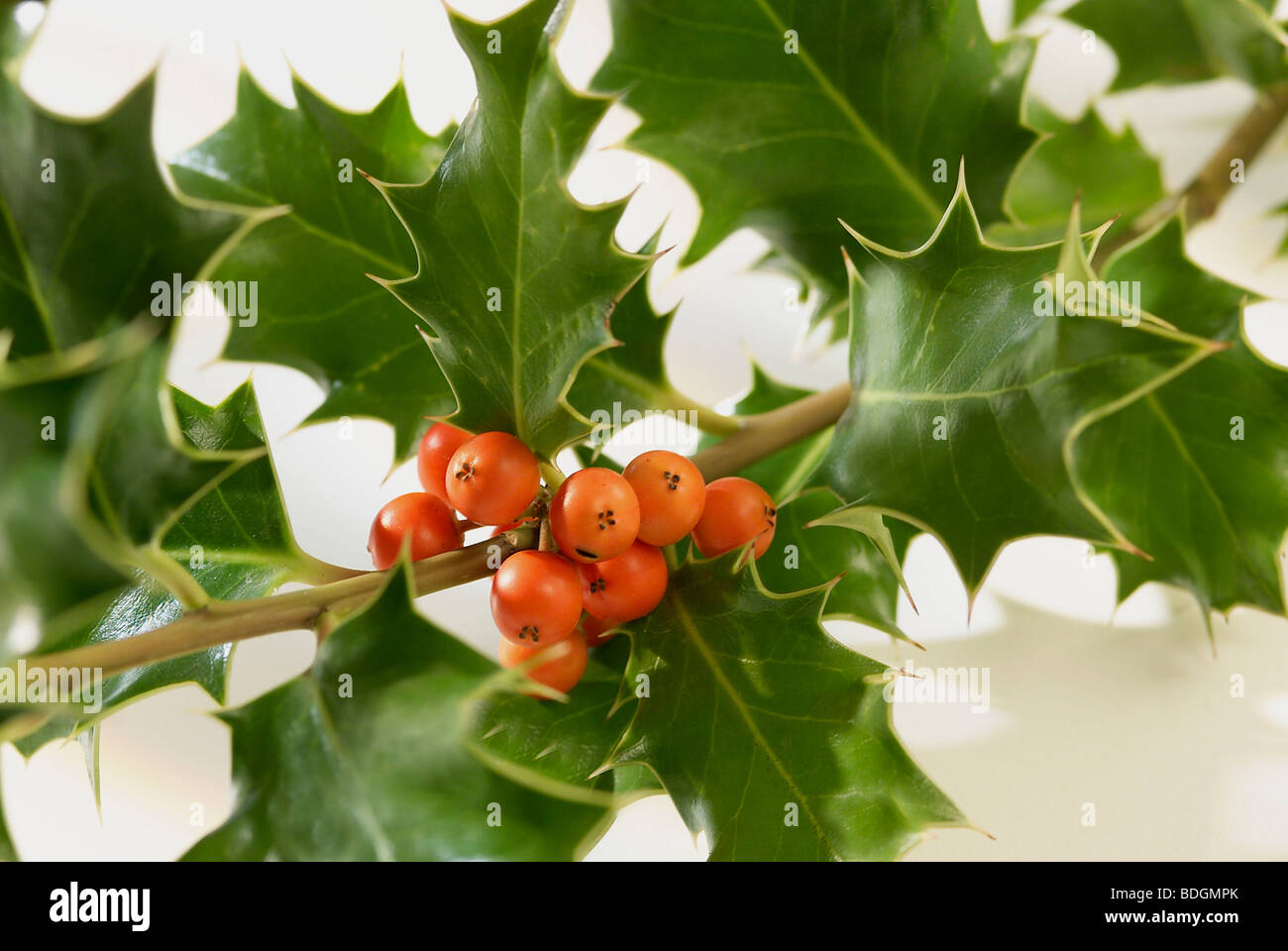 Boughs of holly hi-res stock photography and images - Alamy
