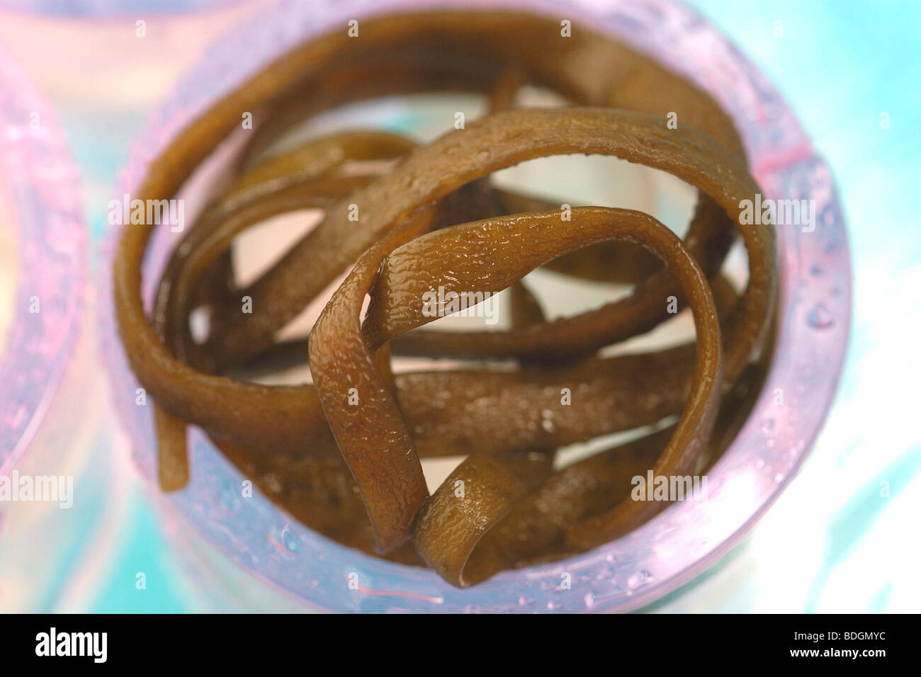 Spaghetti algae hi-res stock photography and images - Alamy