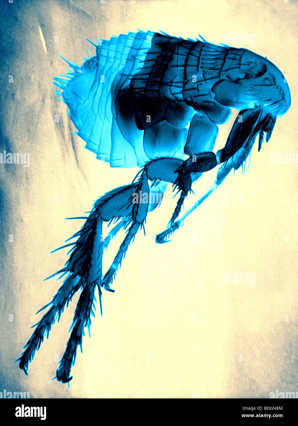 Scanning electron microscope flea hi-res stock photography and images ...