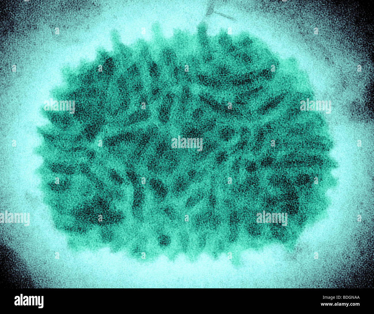 Cowpox Stock Photos & Cowpox Stock Images - Alamy