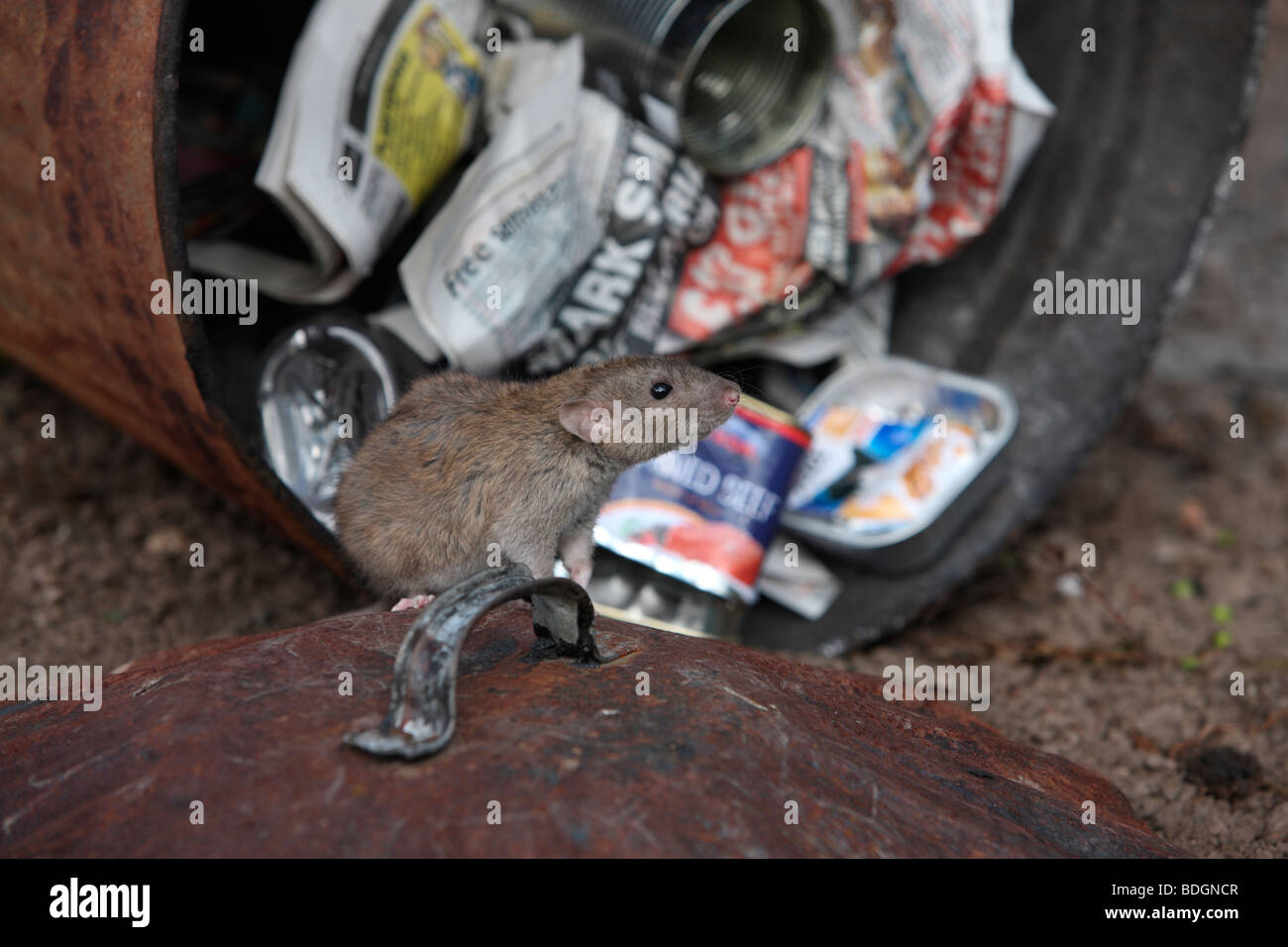 Brown rat, Rattus norvegicus, with dustbin, Midlands, captive, August ...