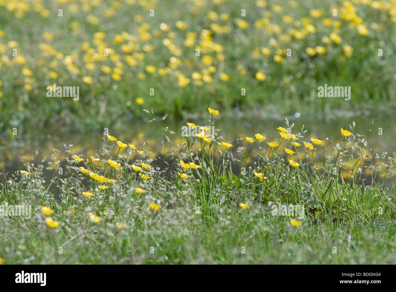 Field ranunculus flowers blooming hi-res stock photography and images ...