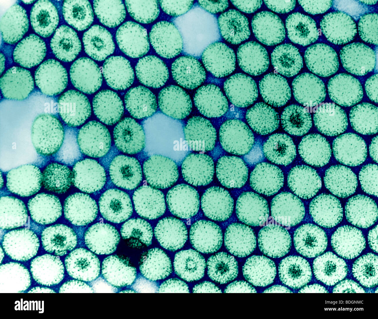 Type 3 virions hi-res stock photography and images - Alamy